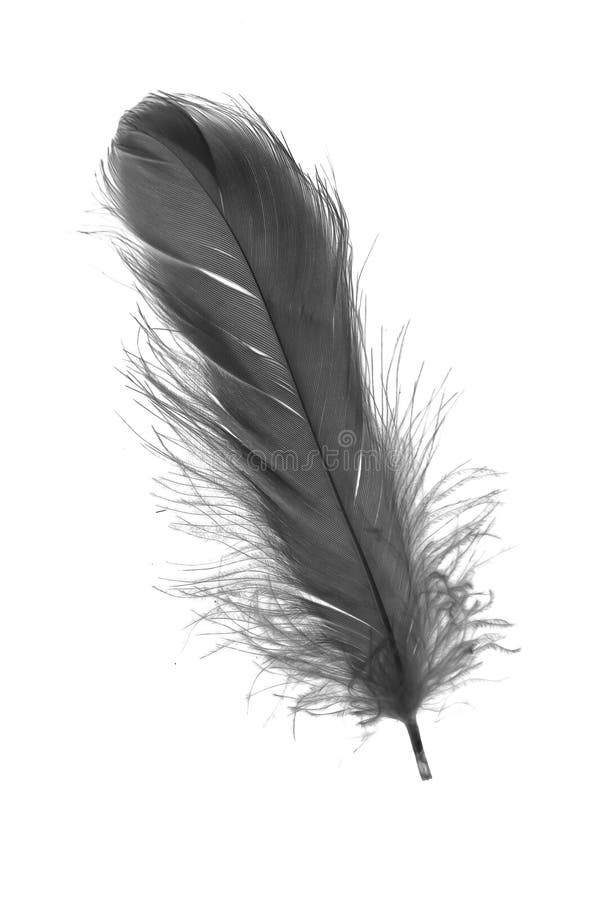 A Red Goose Feather on a Black Isolated Background Stock Image - Image ...