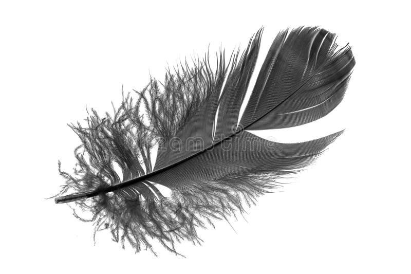 A Red Goose Feather on a Black Isolated Background Stock Image - Image ...