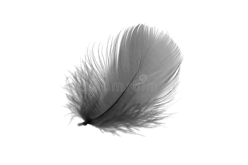 Black Goose Feather on a White Isolated Background Stock Photo - Image ...