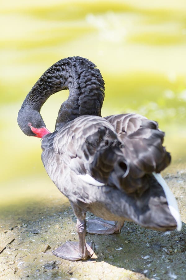 Black Goose is on the Lake Shore. Stock Photo - Image of black, heat ...