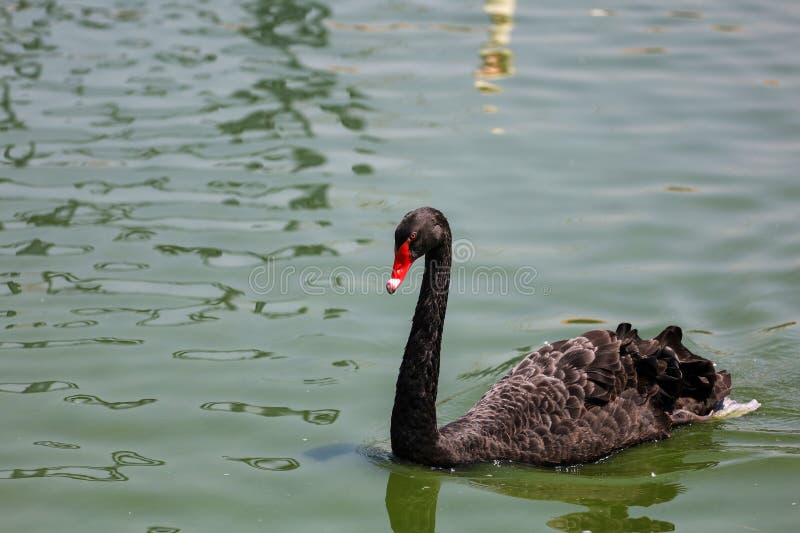 The black goose in river stock photo. Image of grass - 372185732