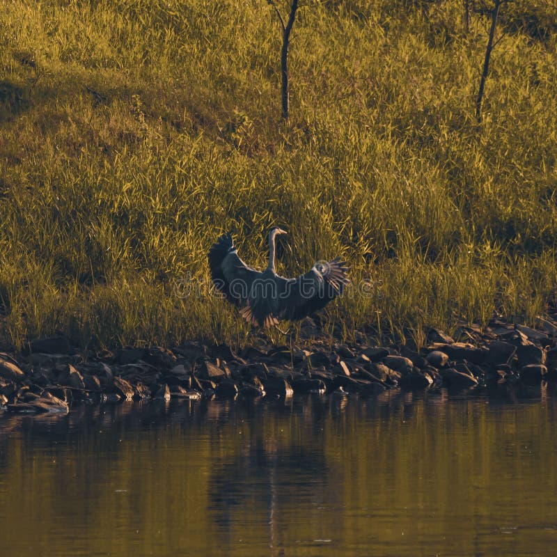 Black Goose Spreading Its Wings Near the Lake Stock Photo - Image of ...