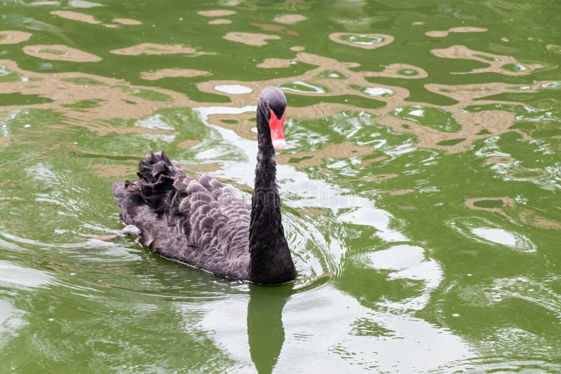 Black goose stock photo. Image of waterfowl, summer, goose - 93273888