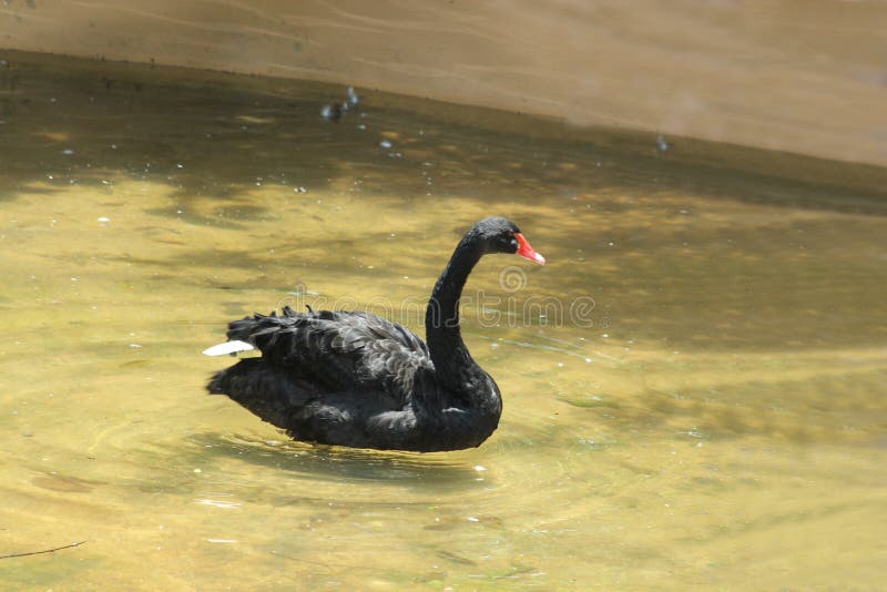 Black Goose Flying in Zoo Lake. Stock Photo - Image of culture, goose ...
