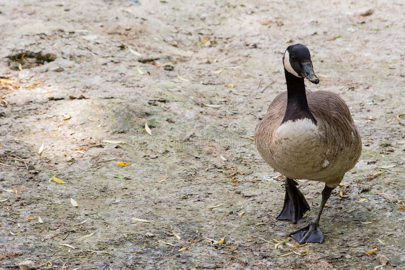 Black goose stock image. Image of nature, animals, head - 72203779