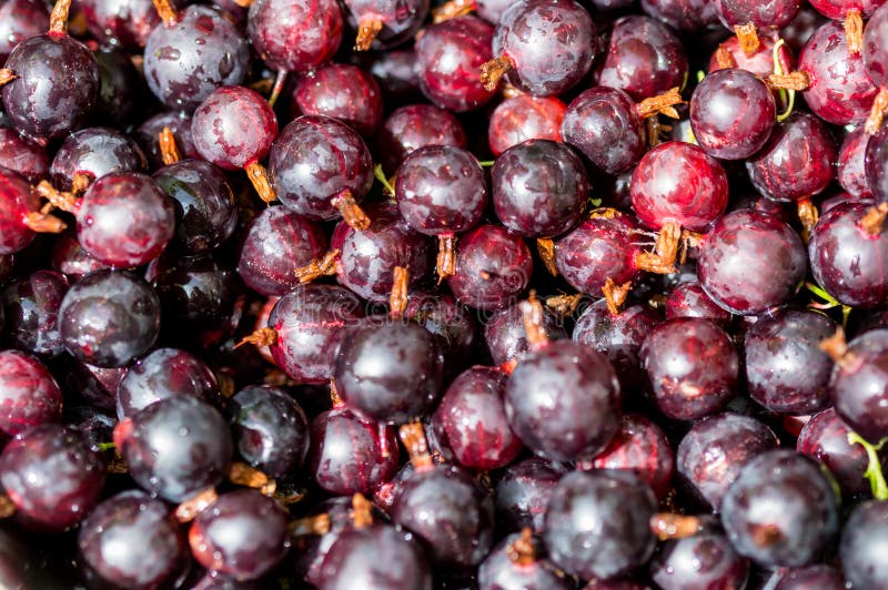 Black Gooseberries Freshly Picked from the Bush. Stock Photo - Image of ...