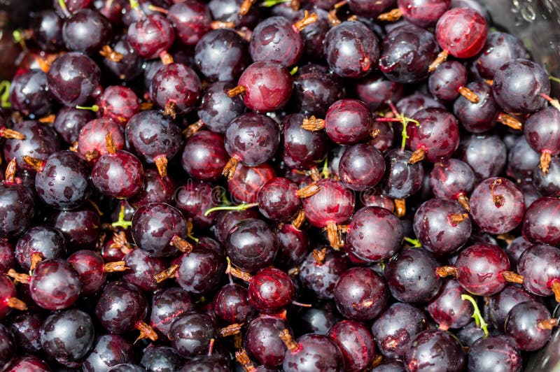 Black Gooseberries Freshly Picked from the Bush. Stock Image - Image of ...