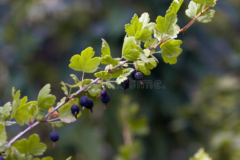 Black Gooseberry. stock photo. Image of summer, branch - 42910982