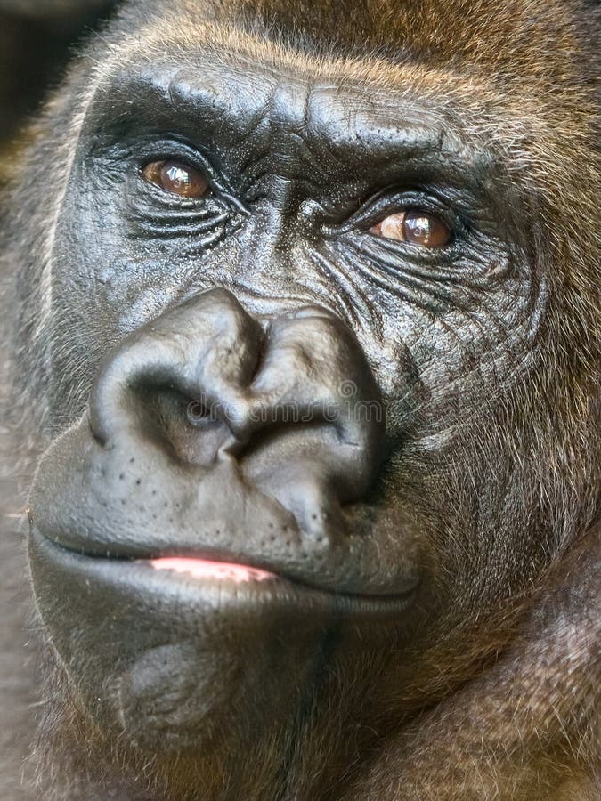 Black Gorilla Portrait stock image. Image of animals - 80278865