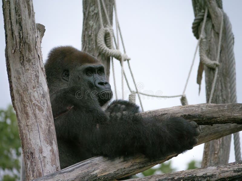 Black Gorilla Resting on Tree Logs with a Hammock Stock Photo - Image ...