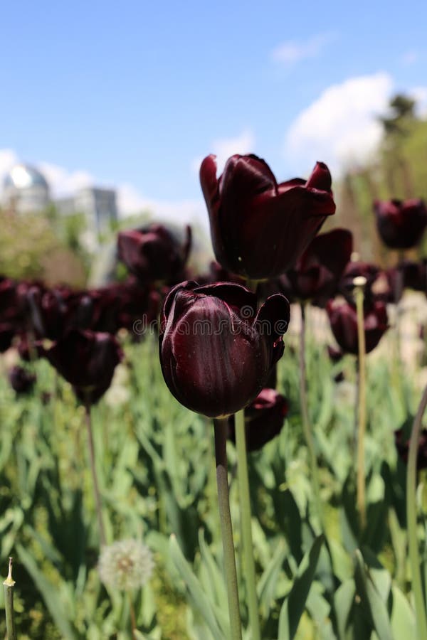 Black Gothic Tulip, this is a Triumph Tulip, Dark Purple Stock Photo ...