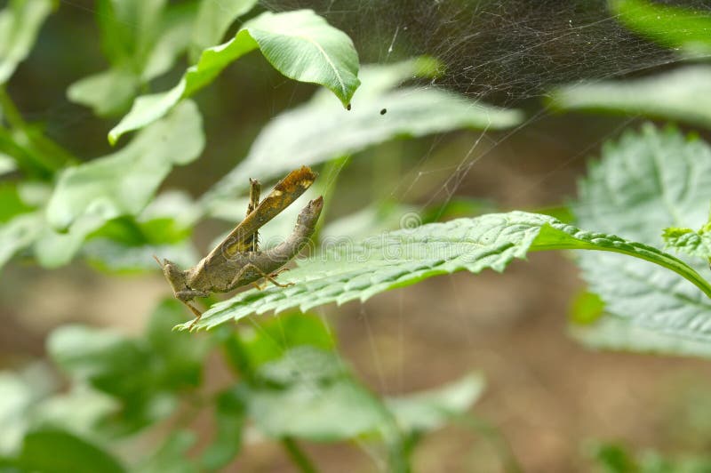 Grasshopper in fall garden stock image. Image of green - 77590055