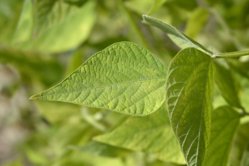 Black gram stock image. Image of garden, nature, black - 255893877