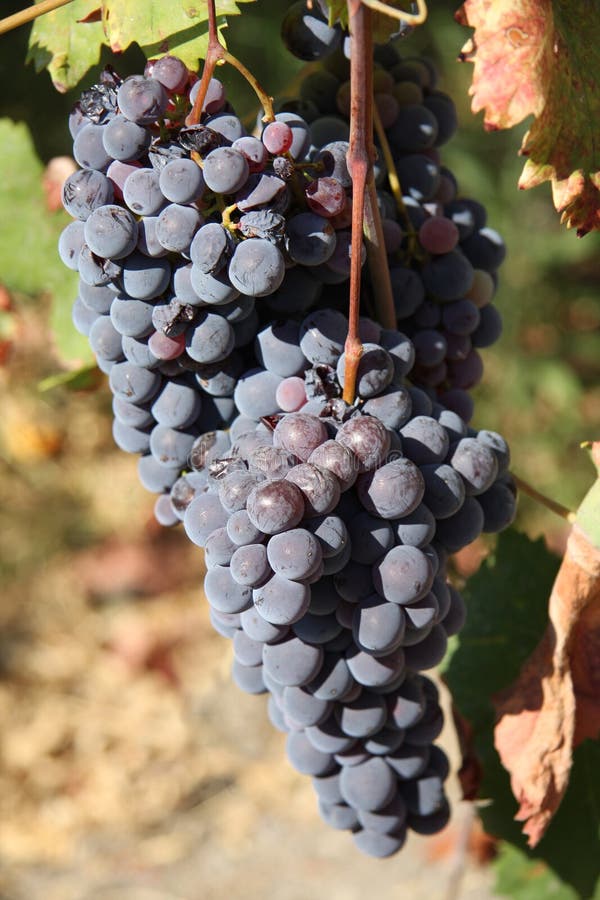 Black grape stock photo. Image of winemaking, color, vertical - 13473734