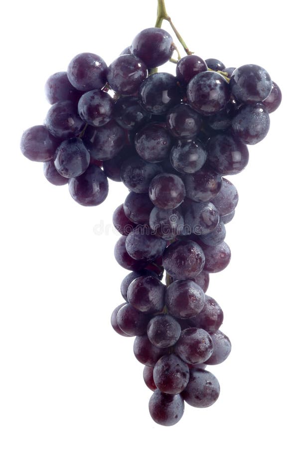 Black grape stock photo. Image of wine, fall, bunch, black - 989138