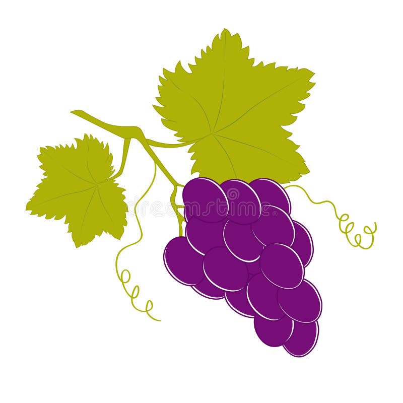 Black Grape Leaves and Vines in Vintage Style Stock Vector - Illustration of decoration, design ...