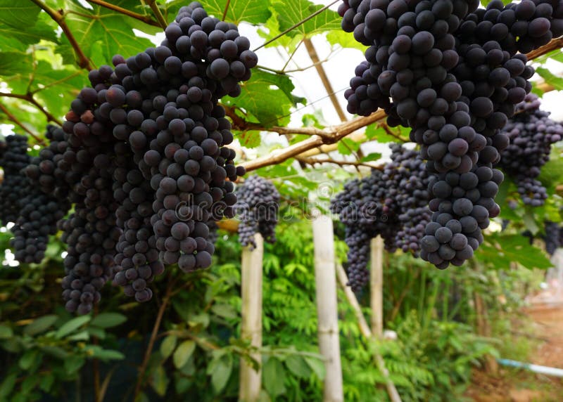 Black Grape farm stock image. Image of black, grape - 209258215
