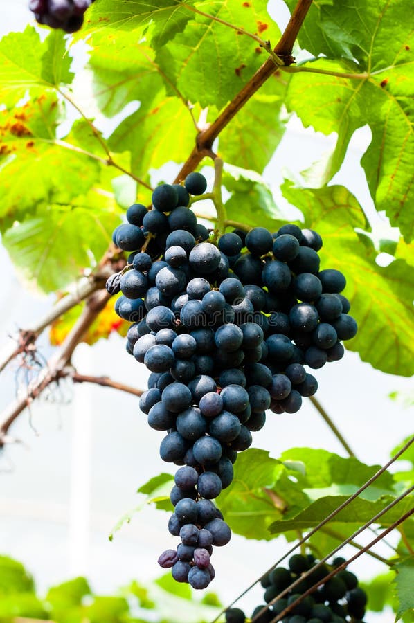 The Black Grape on Grape Tree Waiting for Some Body Pick To Eat. Stock ...