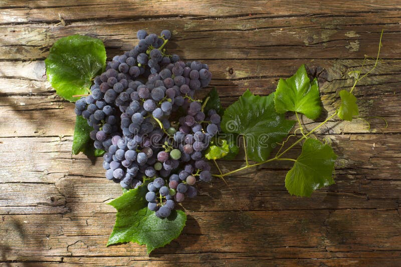 Black grape strawberry stock image. Image of fall, green - 75599127