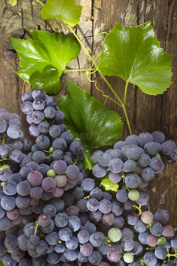 Black grape strawberry stock image. Image of bunch, tuscany - 75601861