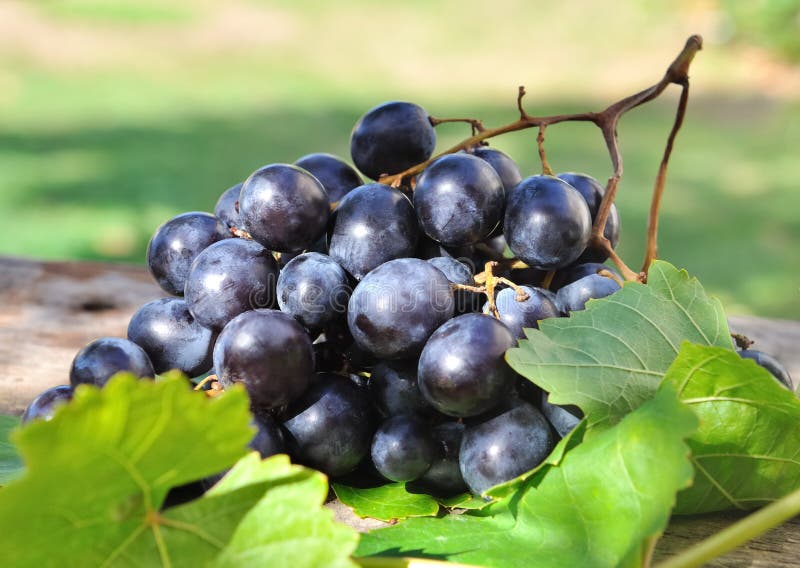 Close-up Of A Bunch Of Grapes Stock Photo - Image of beauty, grape: 3023868