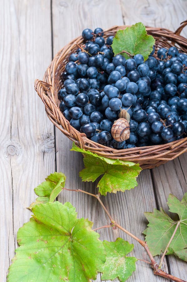 Black grapes in a basket stock photo. Image of sugary - 45919540