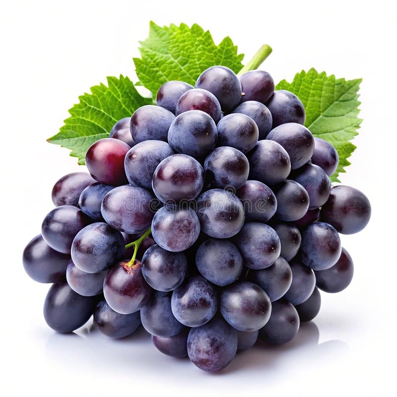Black Grapes Bunch on White Background Stock Illustration ...