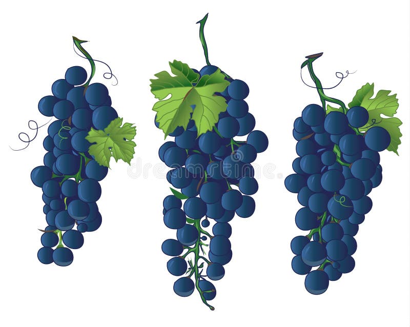 Black Grapes Design Vector Elements Stock Vector - Illustration of ...