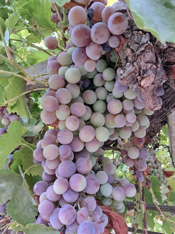 Black grapes stock image. Image of trellis, plant, harvest - 366358971