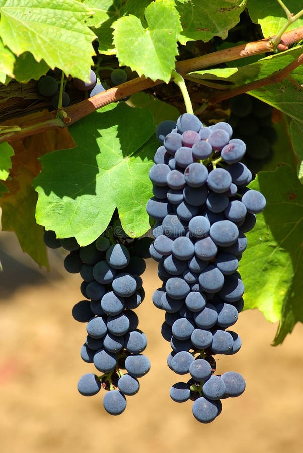 Black grapes on vine stock photo. Image of health, drink - 2991786