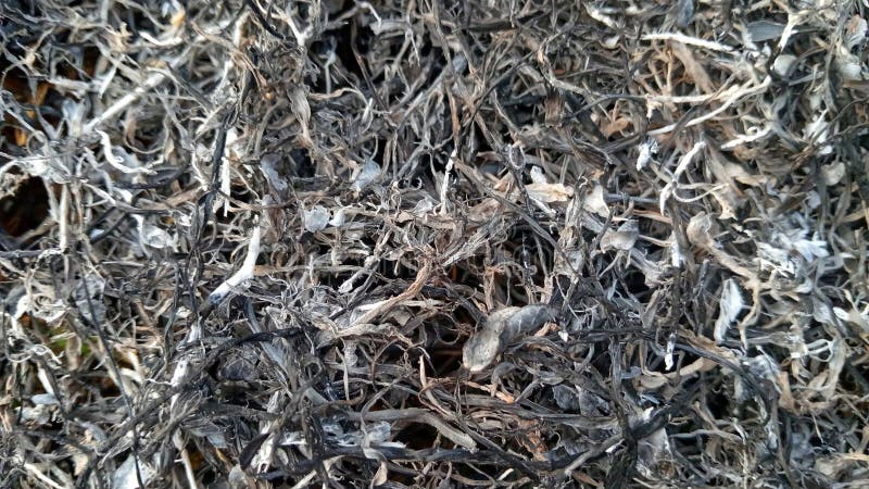 Black Grass Ash after a Fire, Seen Close Up Stock Image - Image of ...