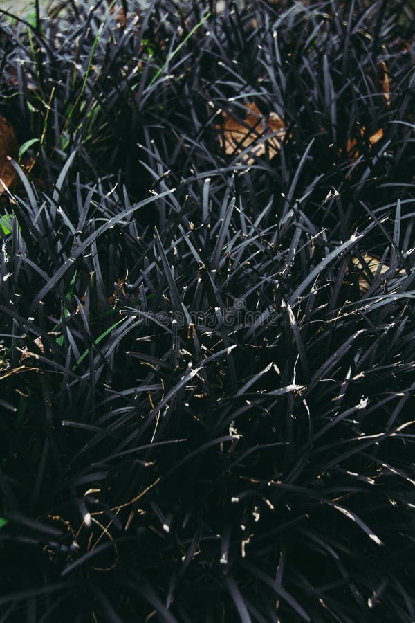 Black cat in Grass stock photo. Image of beauty, grass - 53527198