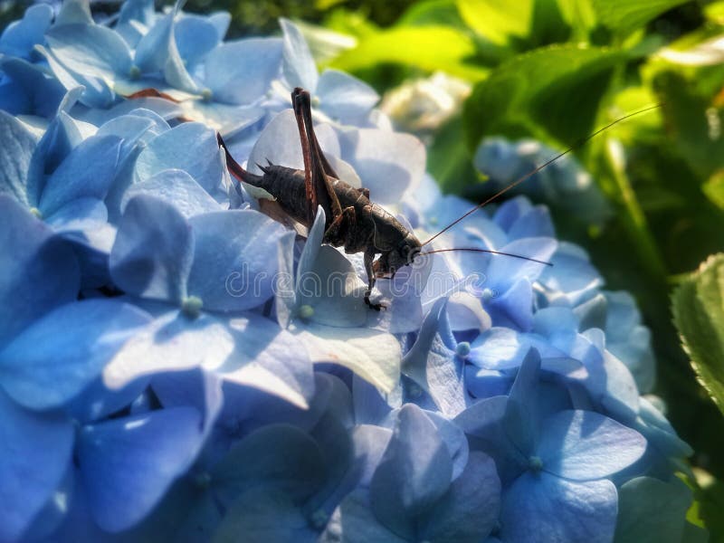 Black Grasshoper on Blue Flower Stock Image - Image of color, black ...