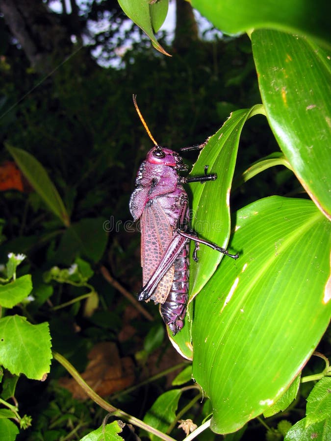 Black grasshopper stock image. Image of colorful, portrait - 18706683