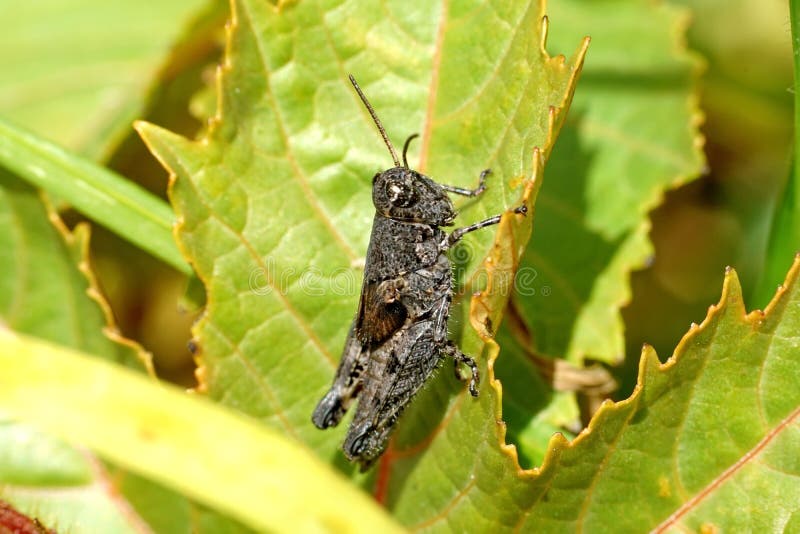 Black Grasshopper on a Leaf Stock Image - Image of america, insect ...