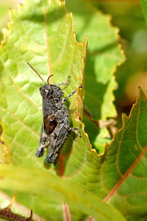 Black Grasshopper on a Leaf Stock Photo - Image of leaves, south: 255113830