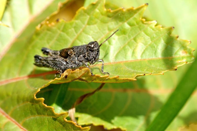 Black Grasshopper on a Leaf Stock Image - Image of field, south: 255113833