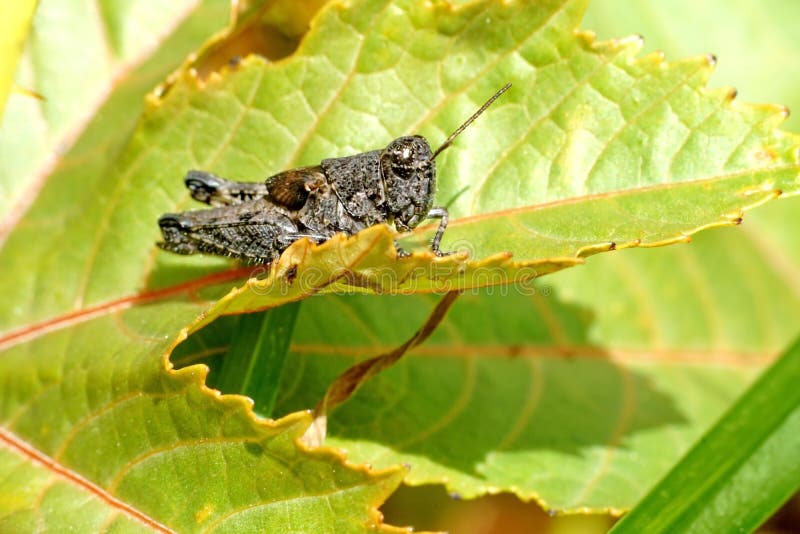 Black Grasshopper on a Leaf Stock Image - Image of imbabura, insect ...
