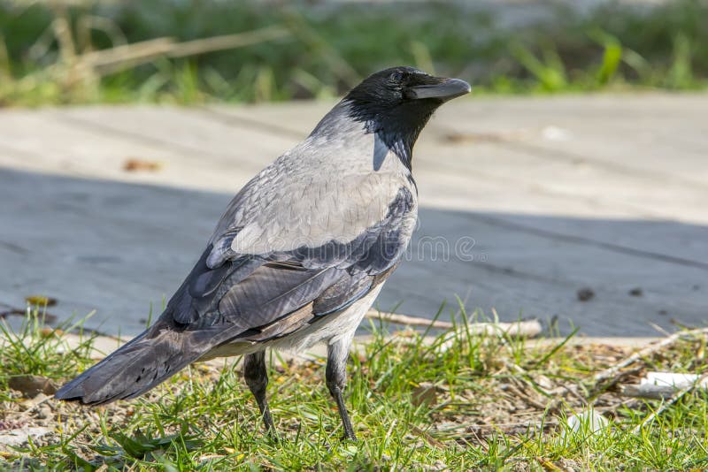 Gray corvid stock image. Image of corvidae, gray, bird - 48971299