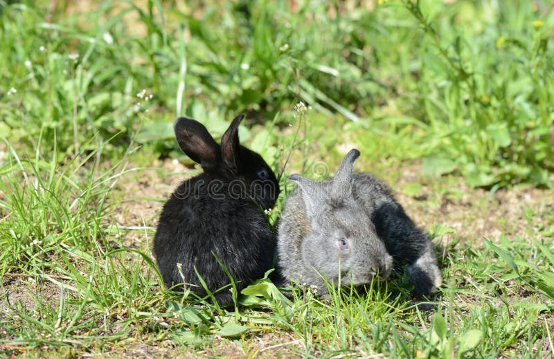 Two Rabbits Heat Up Squatting on the Straw Stock Photo - Image of ...