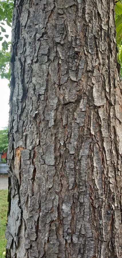 Mahogany Tree Trunk stock image. Image of green, wood - 256204217