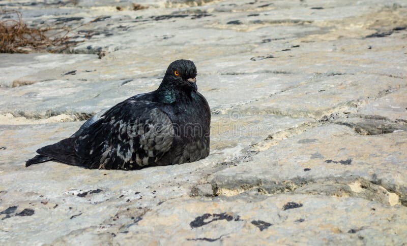 Black and Gray Pigeon on Stones. Stock Photo - Image of single, nature ...