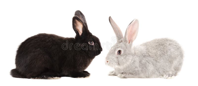 Gray rabbits isolated stock image. Image of studio, nature - 144210781