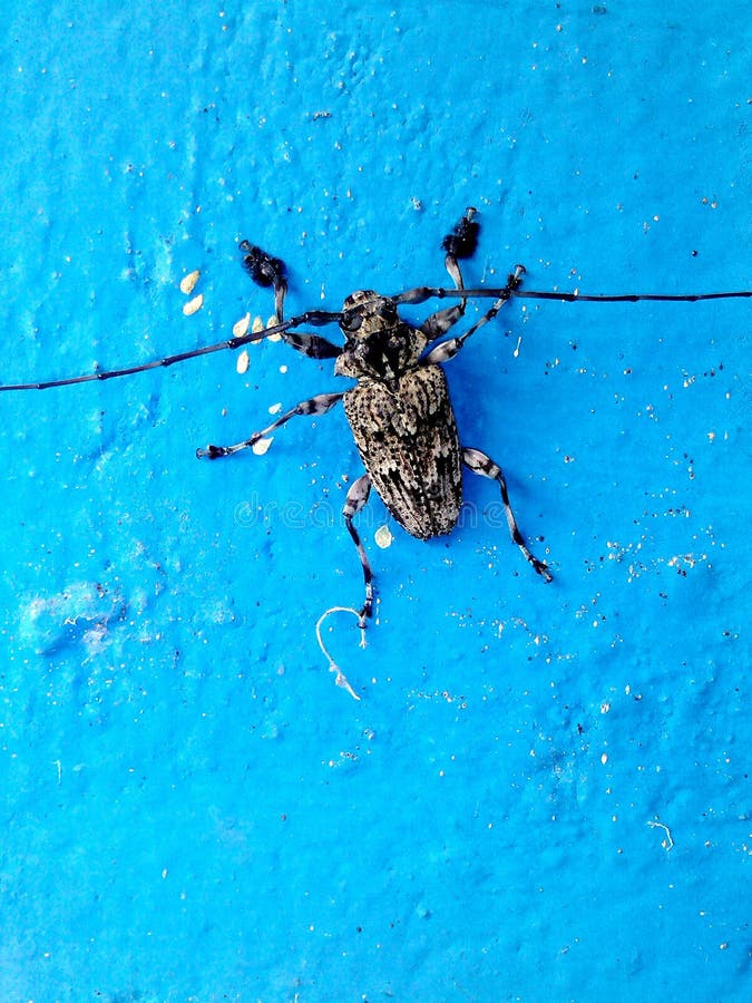 White Insect with Blue Dots on Wings Stock Image - Image of macro ...