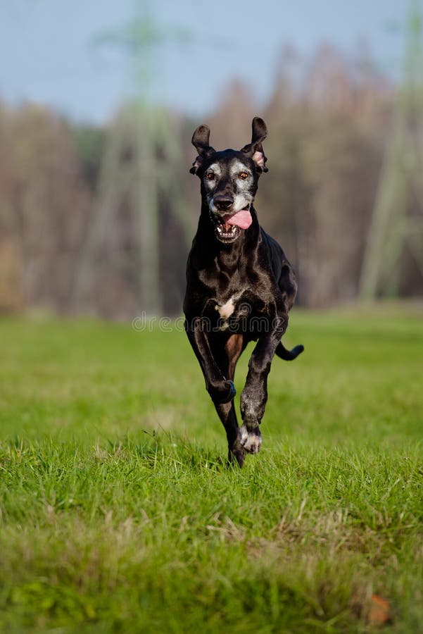3,185 Old Dog Running Stock Photos - Free & Royalty-Free Stock Photos ...