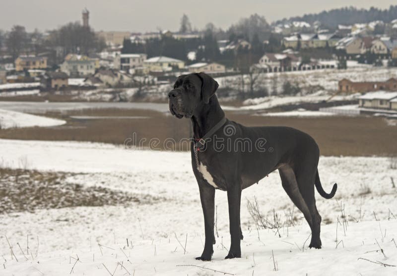 Black Great Dane dog stock photo. Image of black, snow - 109989116