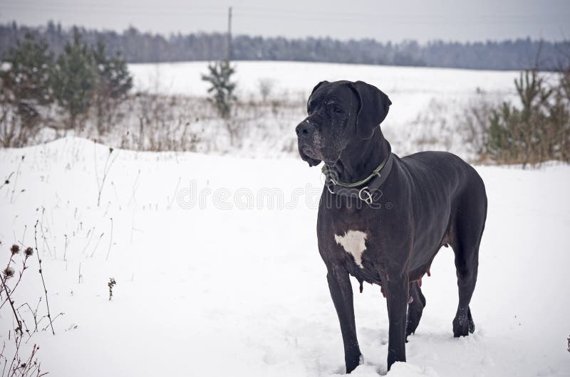 Great Dane on snow stock photo. Image of cold, snow - 110397688