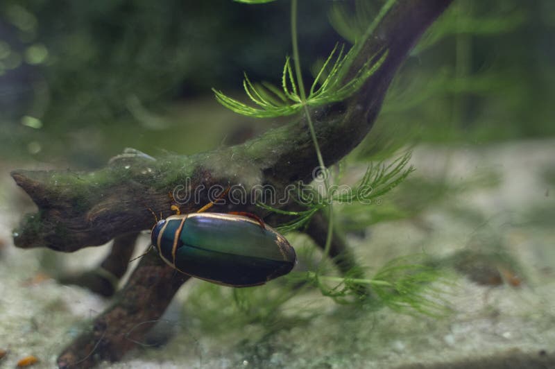 Black and Green Big Underwater Bug on a Branch Stock Image - Image of ...