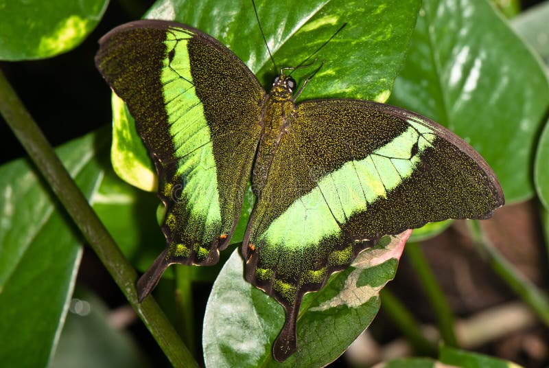 Black with green butterfly stock photo. Image of bright - 41513704