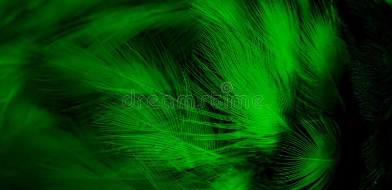 Black and Green Feathers. Background Stock Image - Image of decoration ...